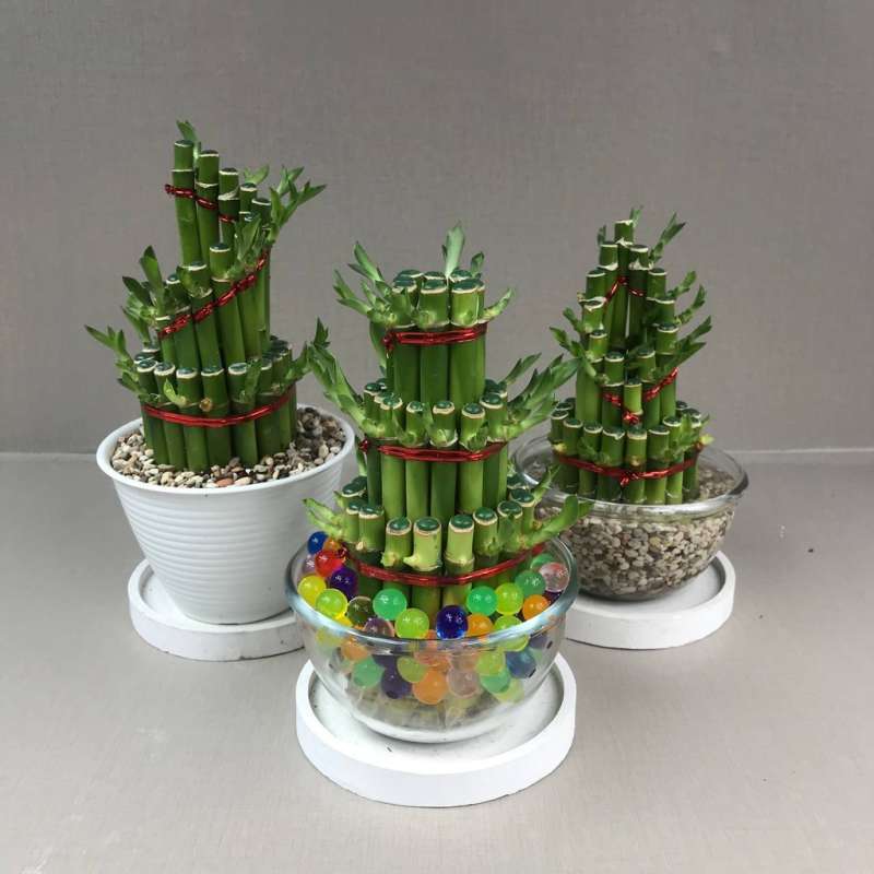 Promo Hampers Souvenir Bambu Cina Hoki Hadiah Kado Ulang Tahun Tanaman ...