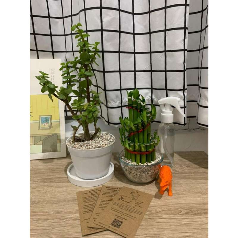 Promo Hampers Souvenir Bambu Cina Hoki Hadiah Kado Ulang Tahun Tanaman ...
