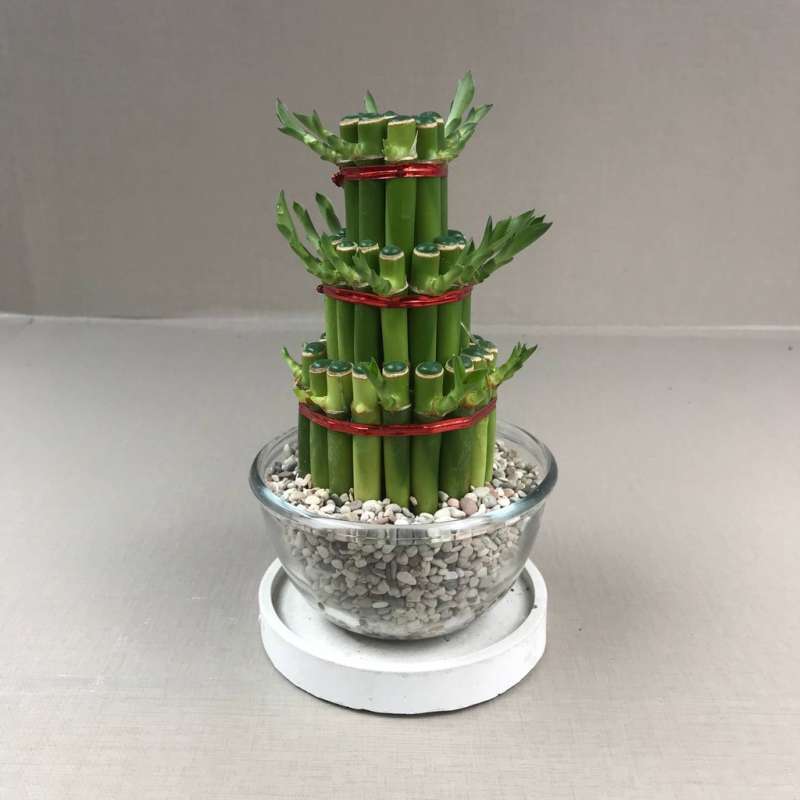 Promo Hampers Souvenir Bambu Cina Hoki Hadiah Kado Ulang Tahun Tanaman ...