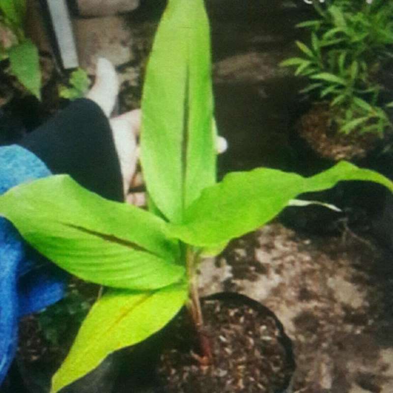 Jual Tanaman Temu Ireng Atau Temu Hitam di Seller Black Orange ...