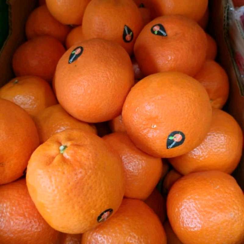 Jual Buah Jeruk Murcot Fresh 1kg Halal di Seller Clarif_jaya ...
