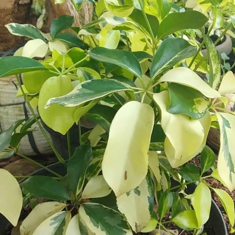 Jual Tanaman Hias Walisongo Golden Variegata di Seller Warungtanaman ...