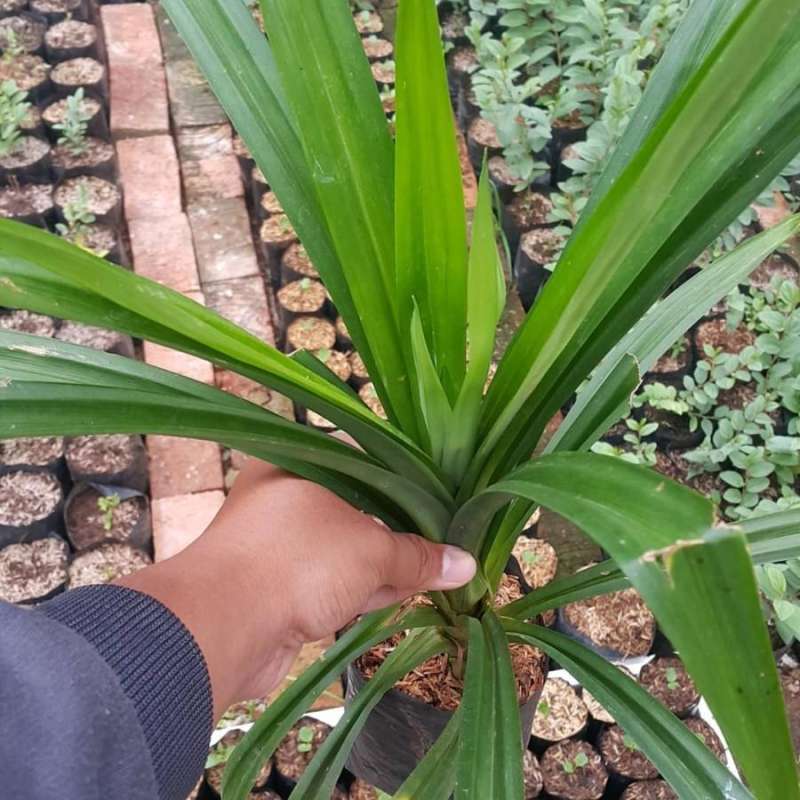 Jual Daun Pandan Bibit Pandan Ndan Wangi Asli Ukuran Jumbo Di Seller ...