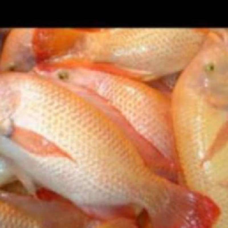 Jual Ikan nila hidup 1 kilo Halal di Seller sayur segar bekasi - sayur ...