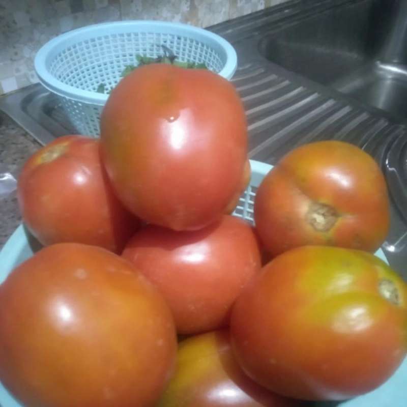 Jual Tomat Besar Merah harga per 1kg Dan per kg di Seller QeenFood ...