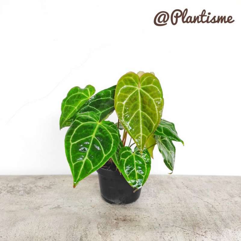 Jual Anthurium Crystallinum | Kuping Gajah | Tanaman Indoor Mudah ...