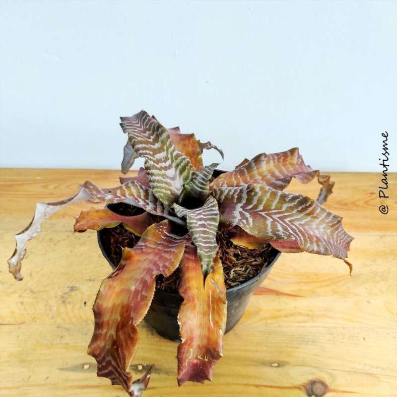 Jual Cryptanthus Zonatus Zebrinus Decor Tanaman Terrarium Paludarium ...