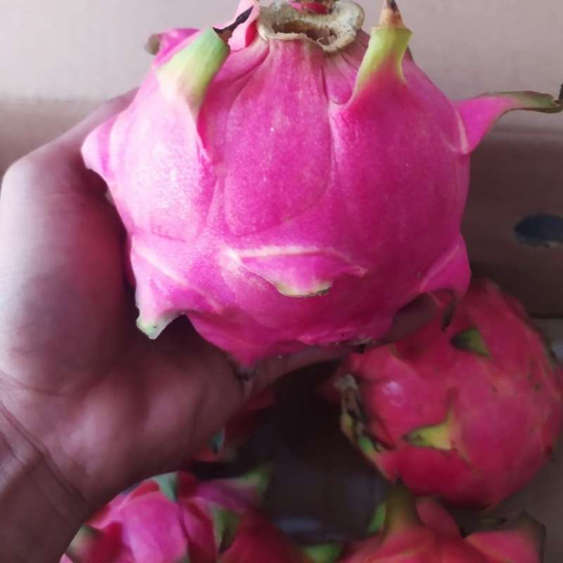 Jual HasilSumberalaM Buah Naga Merah Premium Red Dragon Fruit AGRO bbt Malaysia 1 buah - 300 ...