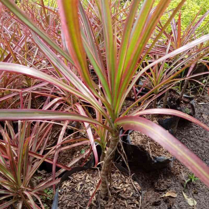 Promo tanaman dracena tricolor merah Diskon 7% di Seller SINAR HARAPAN1 ...