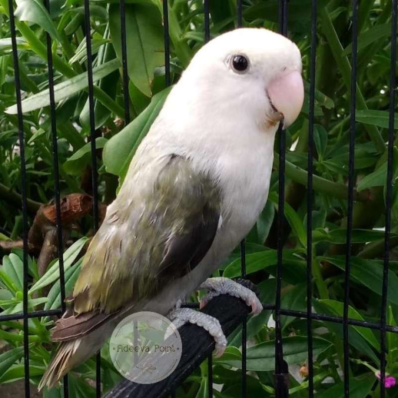 Promo Burung Lovebird Non Klep Opaline Dewasa Diskon 23% di Seller ...