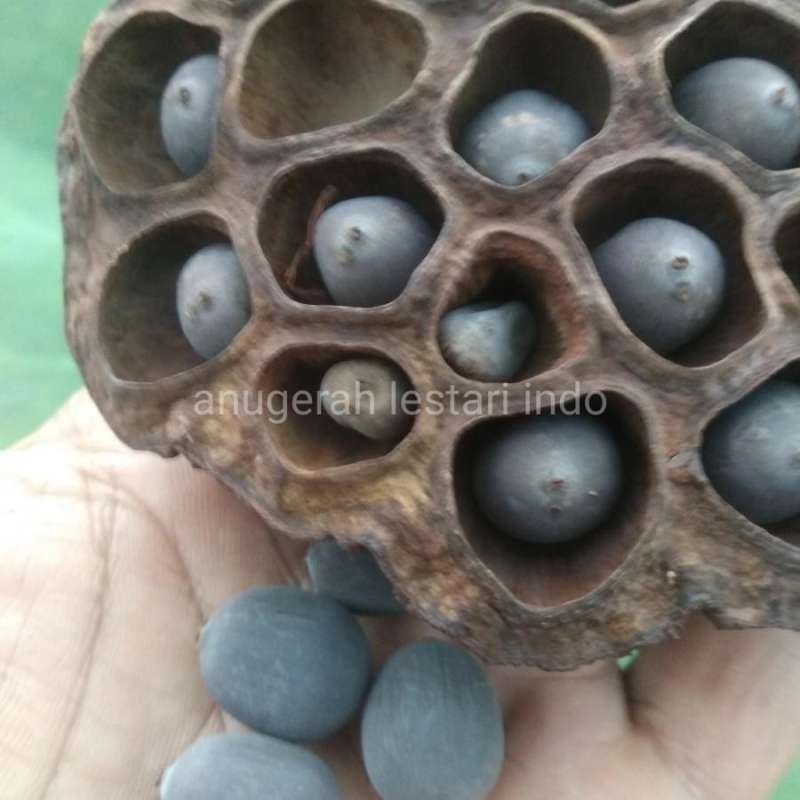 Jual Buah Teratai Kering 500 Gram Di Seller Faiz Alfarizi Shop - Tunggilis, Kab. Pangandaran ...