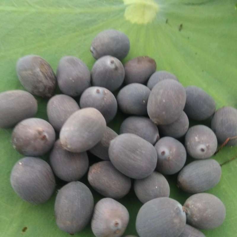 Jual Buah Teratai Kering 500 Gram Di Seller Faiz Alfarizi Shop ...
