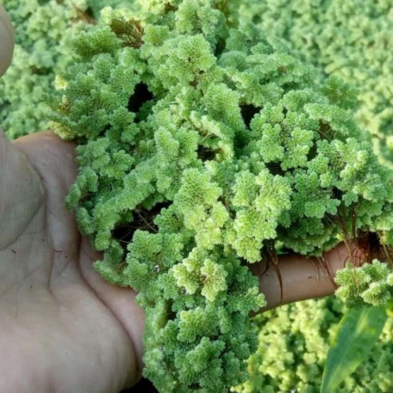 Jual azolla tanaman di atas air segar 500 gram di Seller Faiz Alfarizi ...