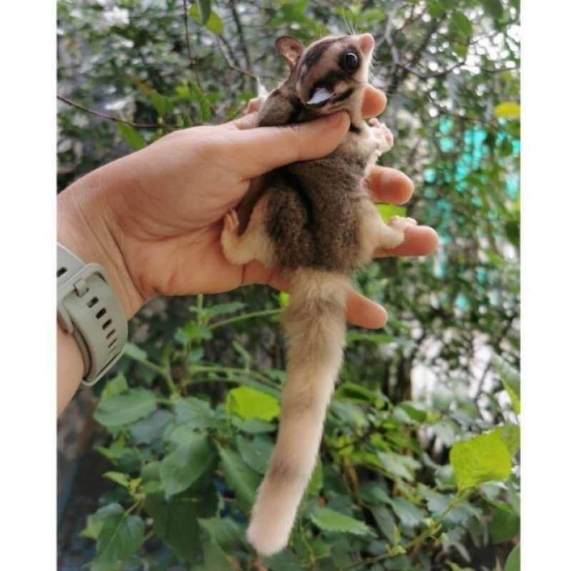 Ringtail Sugar Glider