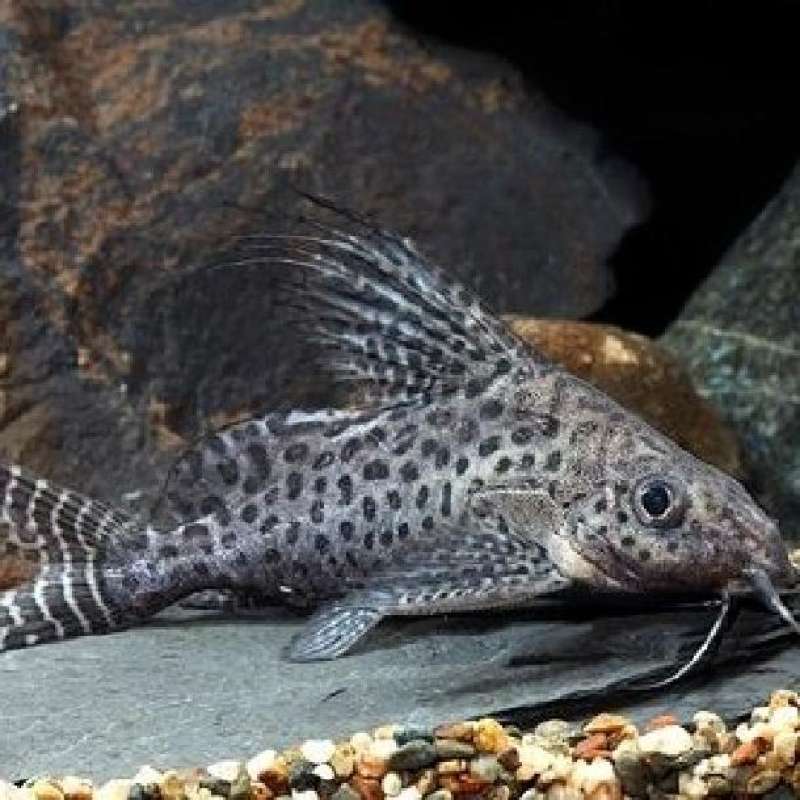 Jual HIASAN AQUARIUM IKAN SYNODONTIS CATFISH IKAN HIAS TANKMATE ...