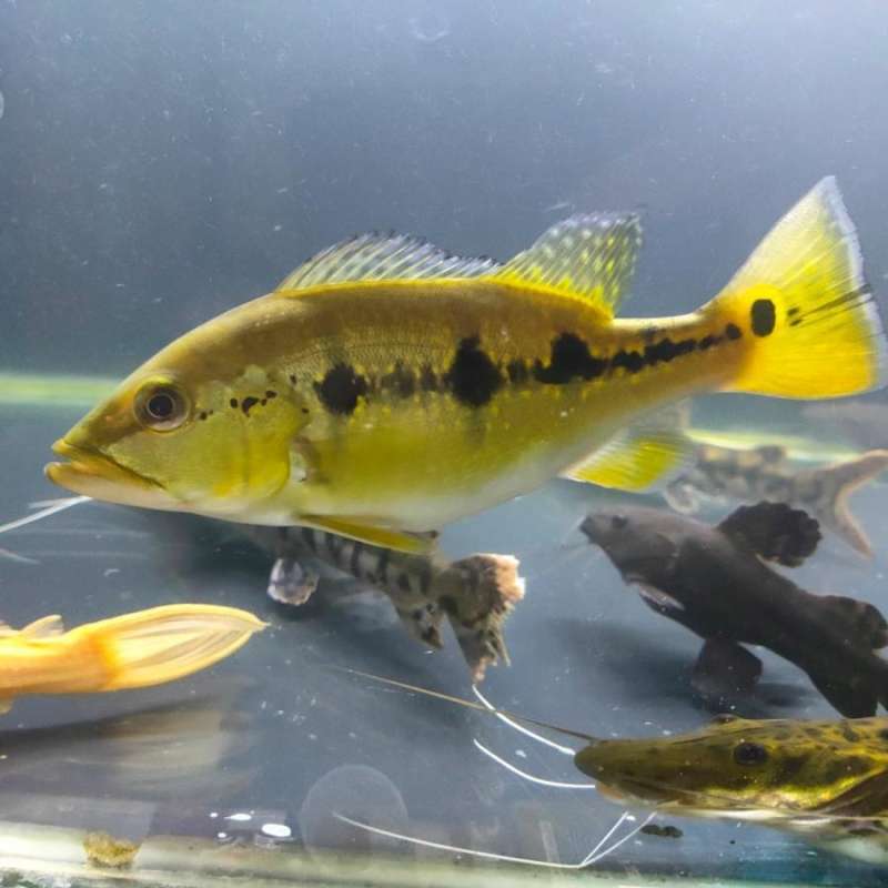 Jual Ikan Hias Peacock Bass Xingu Goodmarking Ikan Predator Ikan Hias Di Seller Mars Aquatics