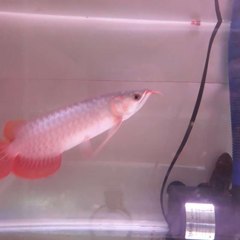 Jual Arwana Super Red , Arowana Super Red, Arwana Sr 12Cm Minus ...