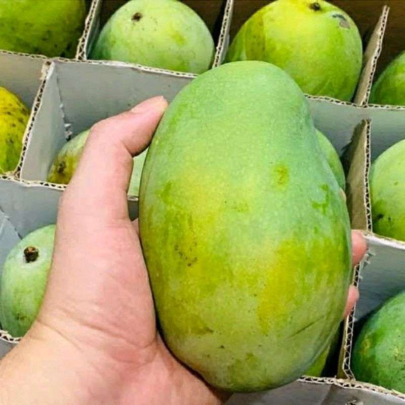 Jual Mangga Harumanis (Per Kg) di Seller cvagroluwihlestari ...
