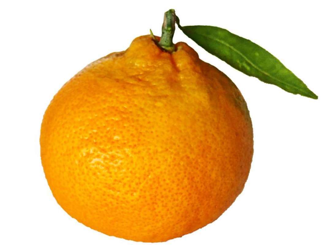 Jual Buah Jeruk Keprok Di Seller Cmf Shop Kota Semarang Jawa Tengah