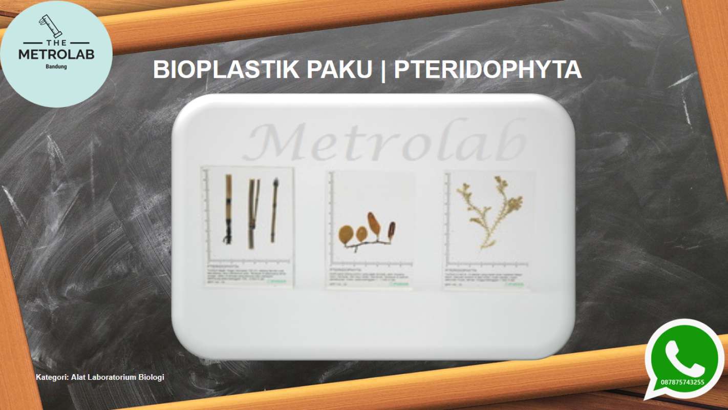 Jual Bioplastik Paku | Pteridophyta | 3 Jenis/Set di Seller Metrolab ...