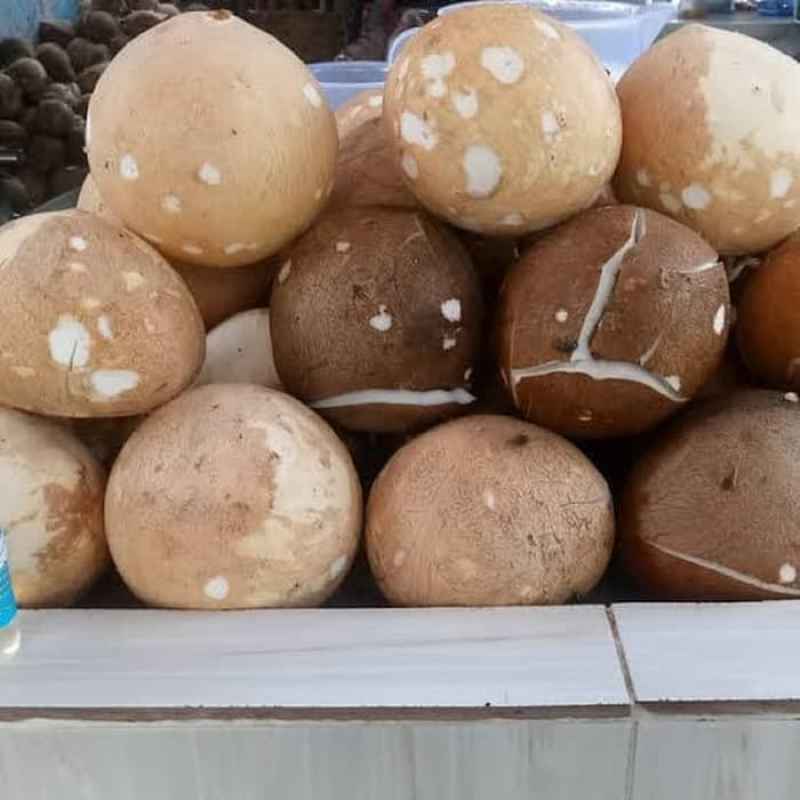 Jual Pusako Minang Kelapa Parut [1 Butir] di Seller Bumbu Pusako Minang ...