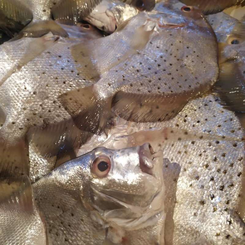 Jual Ikan Kipas Kipas Segar 1.0kg Halal Di Seller Aneka Seafood Bandung ...