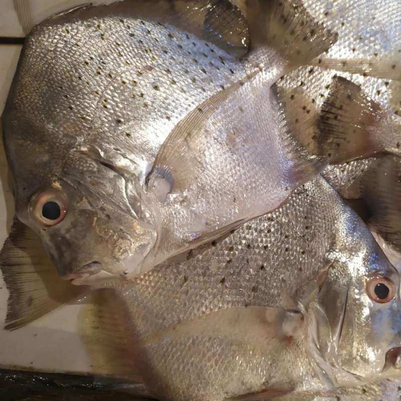 Jual Ikan Kipas Kipas Segar 1.0kg Halal Di Seller Aneka Seafood Bandung ...