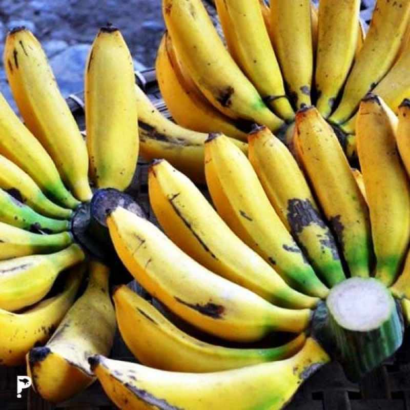 Jual Pisang Raja 1 Kg Termurah - Harga Grosir Terupdate Hari Ini | Blibli