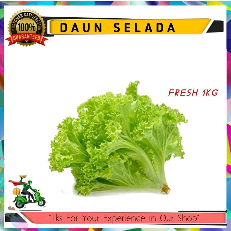 Daun Selada 1 Kg Gratis Ongkir 🏷️ Harga Murah April 2026