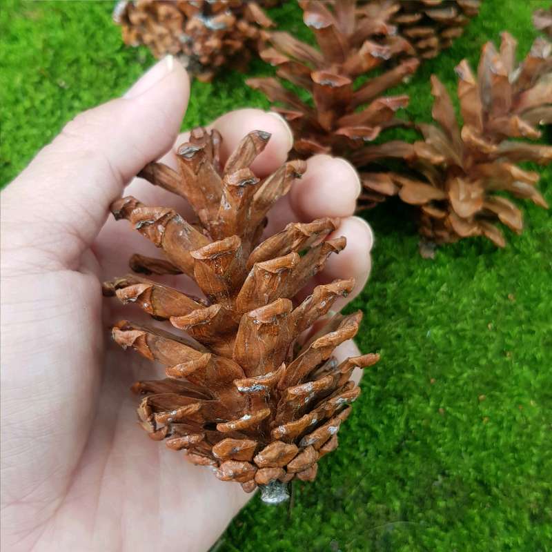 Jual Bunga Pinus Kering / Dry Pine Cone Di Seller Bukit Tajhal - Tajur ...