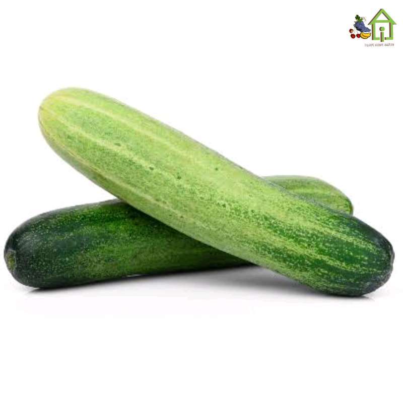 Jual TIMUN / TIMUN KECIL / TIMUN LALAP Halal di Seller LESTARI MART ...