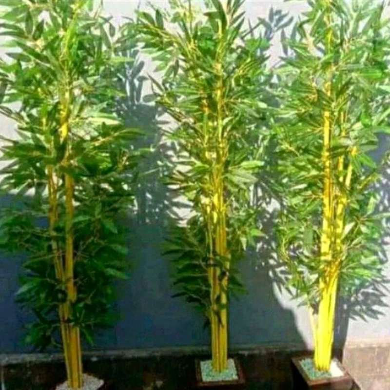 Jual Tanaman Hias Bambu Kuning Panda ( Tanamaan Penghias Pagar) Di ...