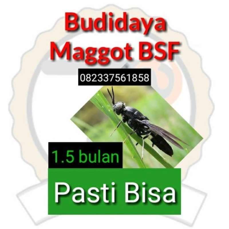 Jual Pelatihan Cara Budidaya Maggot Bsf Pemula Untuk Pakan Ikan Dan ...