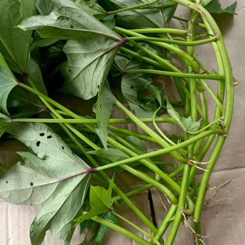 Jual Bibit Stek Batang Ubi Jalar Kuning - 10btg Di Seller Nurherbal ...