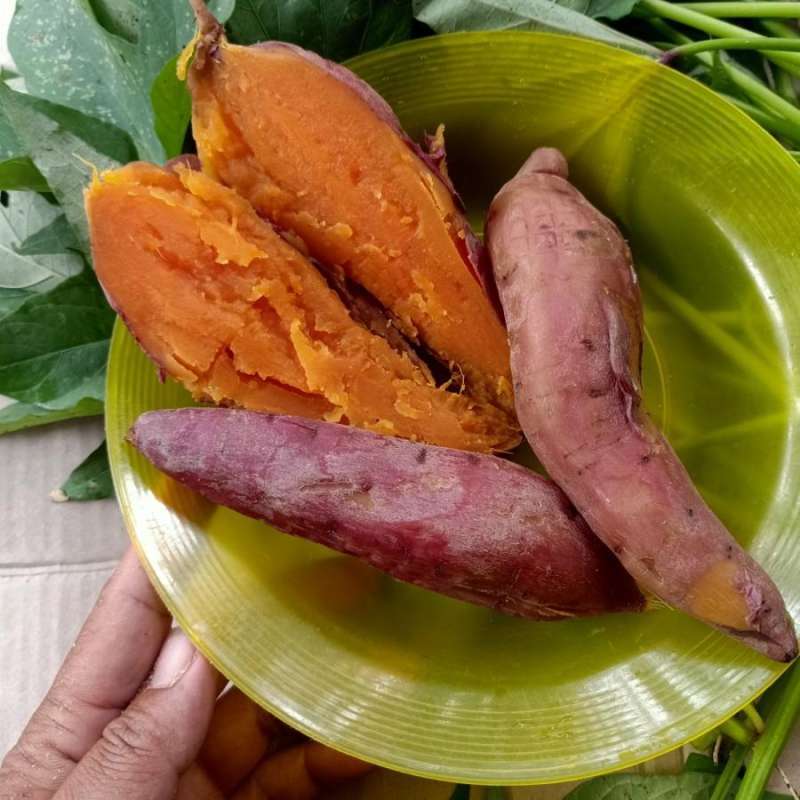 Jual Bibit Stek Batang Ubi Jalar Kuning - 10btg Di Seller Nurherbal ...