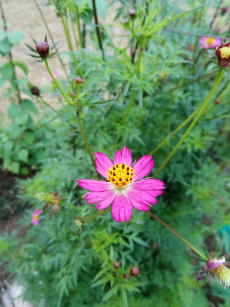 Wajib Tahu! 27+ Tanaman Bunga Kenikir Terbaik - Informasi Seputar ...