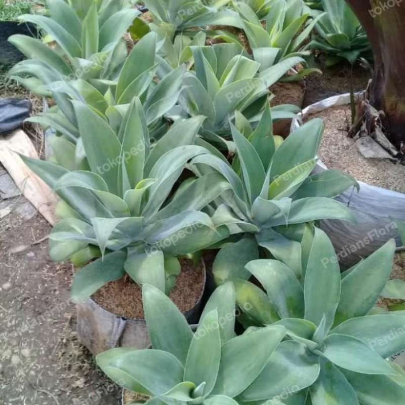 Jual TANAMAN OUTDOOR AGAVE ATTENUATA/TANAMAN SIKLON HIJAU di Seller Perdians_PlantStore ...