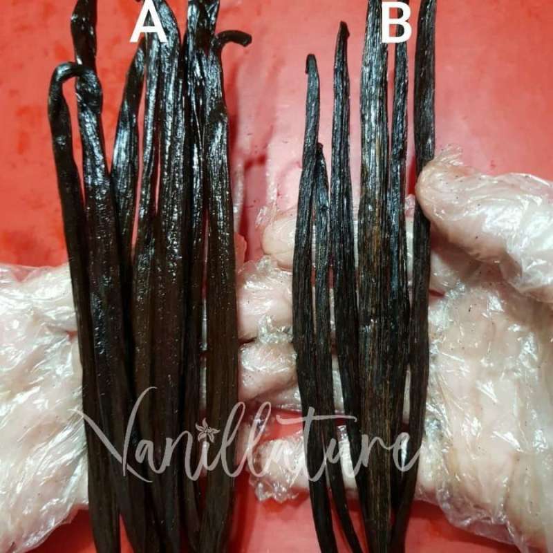 Jual Vanilla Bean - Vanilla Extract -vanilli -vanilla Essence Grade B ...