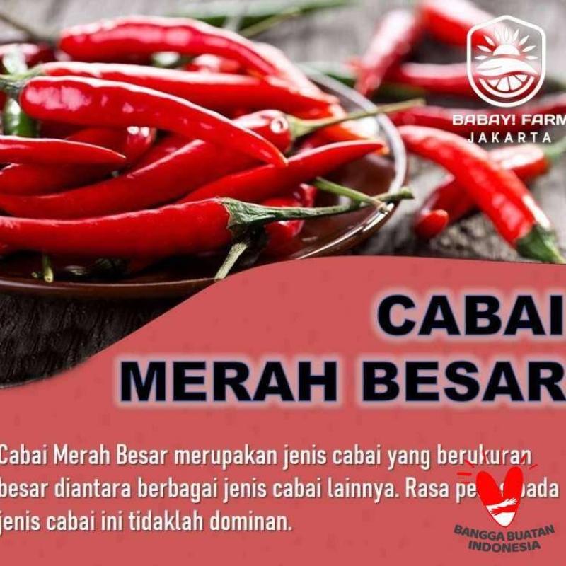 Cabe Merah Logo Long Red Chili Cabe Merah Besar (100g)