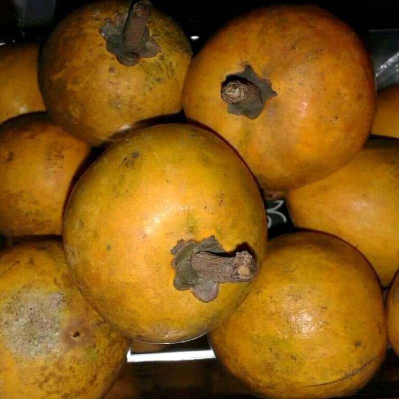 Promo Buah Campoleh Segar Atau Buah Sawo Belanda 1 Kg Diskon 70% Di ...