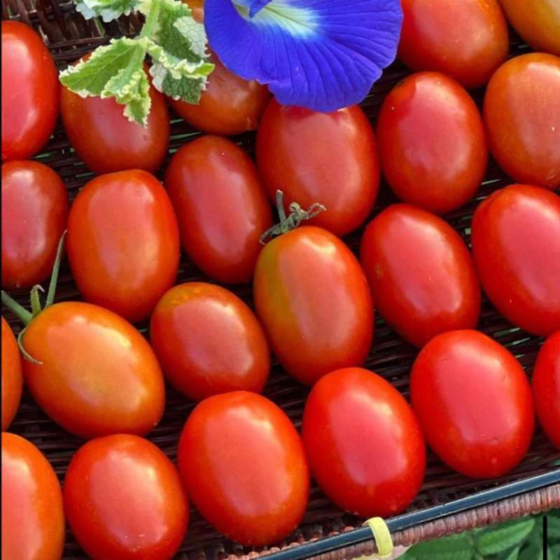 Jual Tomat Cherry | Red Cherry tomato di Seller TokoNayya - Jatisari ...
