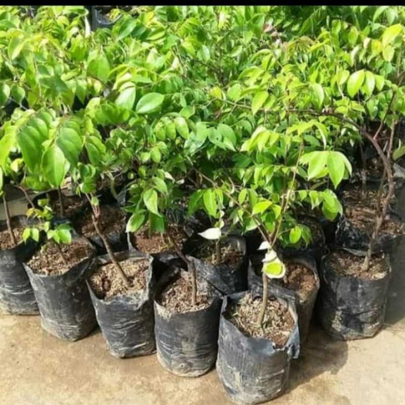 Pohon Belimbing