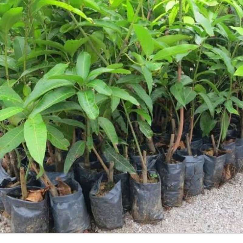 Jual Bibit Pohon Mangga Harum Manis Di Seller Ismataman - Sasak Panjang ...