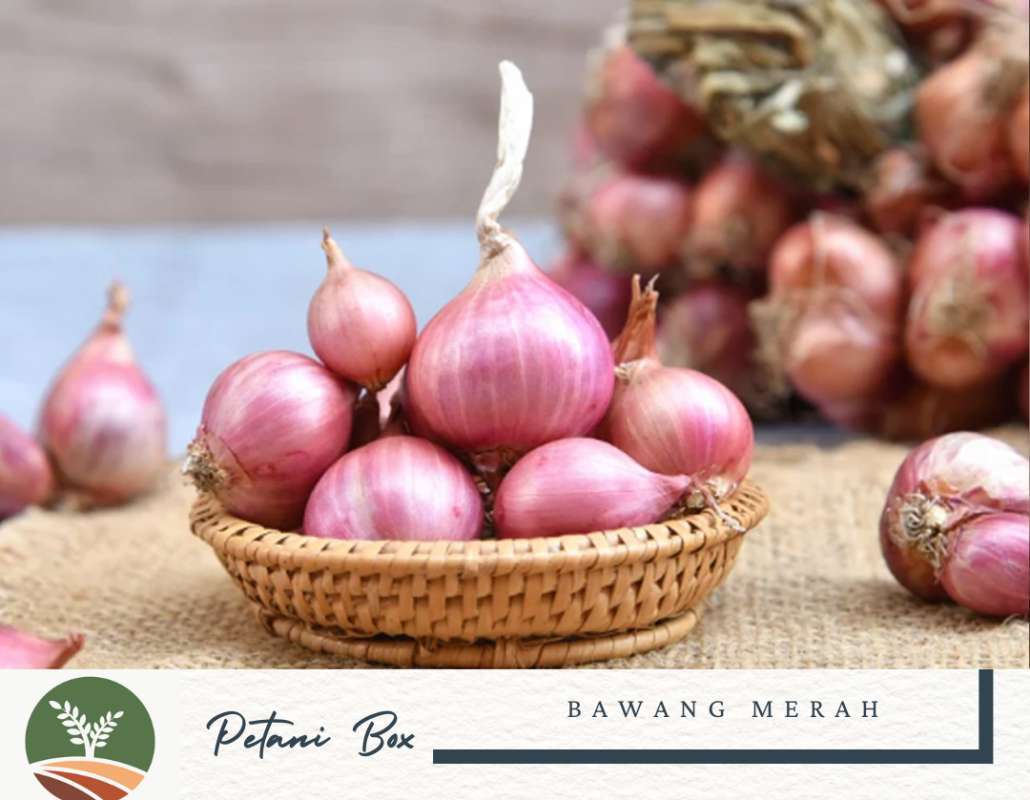 Promo Bawang Merah 250 gram Segar Kota Bandung Petani Box Diskon 50% di ...