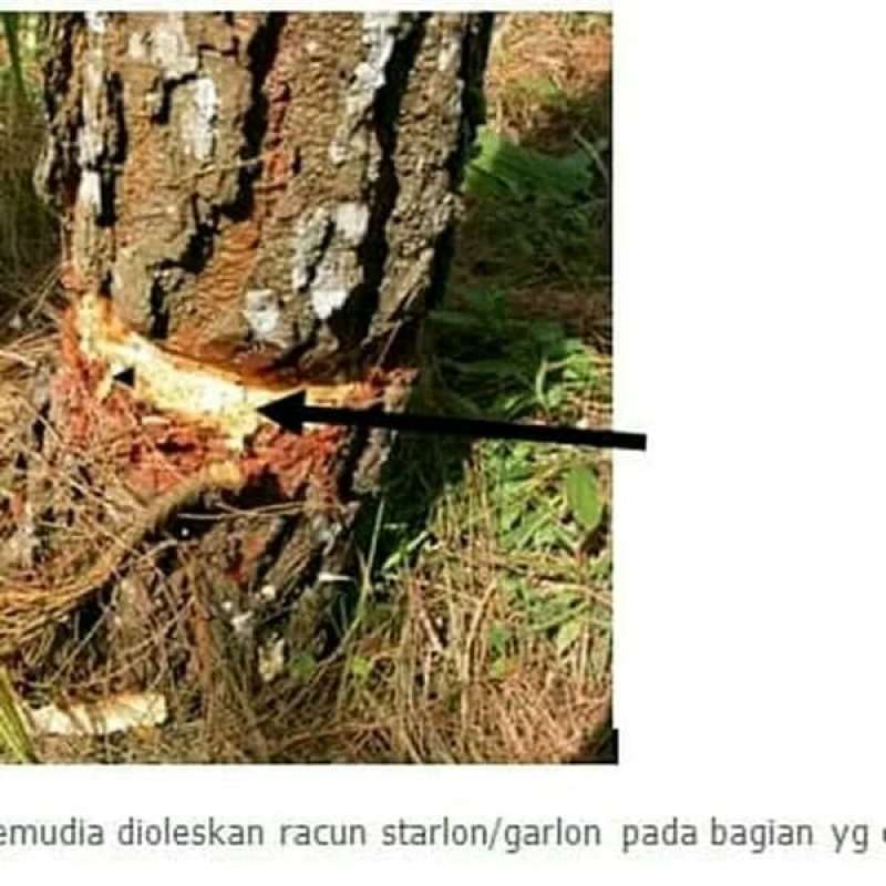 Promo Racun Rumput Herbisida Pohon Kayu Garlon 1 Liter Diskon 17% Di ...