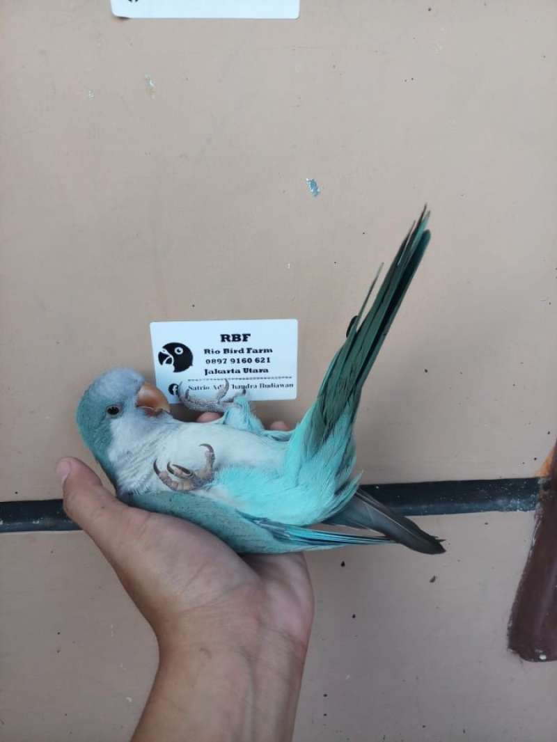 Jual Burung parrot : Monk Parakeet Blue Jinak Total Bisa Di Latih Skill ...