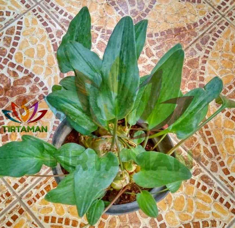 Jual Drimiopsis Maculata (keladi Katak) Di Seller Tirtaman - Tirtaman ...