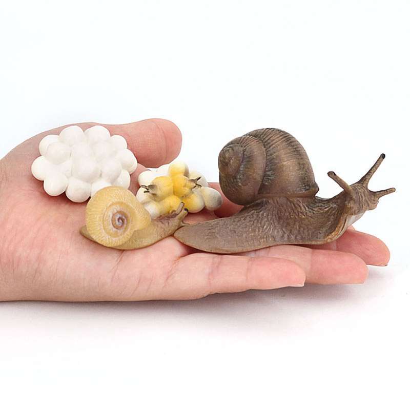 Jual Lifelike Snail Life Cycle Model Kids Cognitive Imagination Toys ...