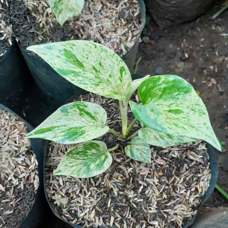 Jual Tanaman hias Sirih Gading Putih / tanaman bunga sirih gading ...