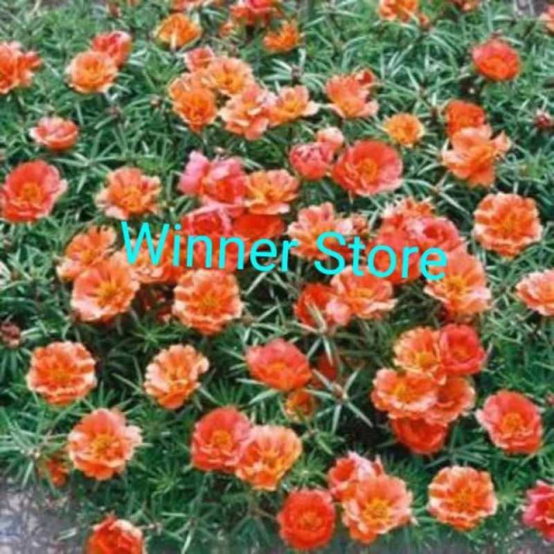 Jual 11stek batang bibit tanaman oranye orange jingga portulaca ...
